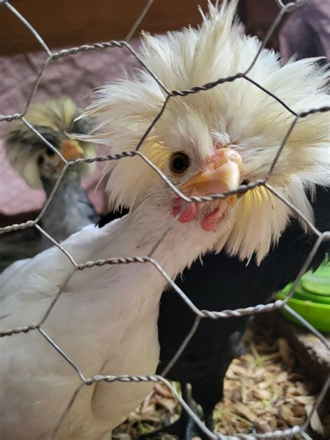 Angry Birb R Backyardchickens