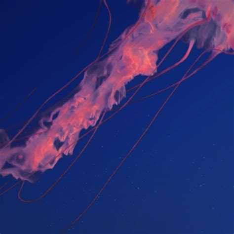 WLED V B With Native SoundReactive Support AthomTech