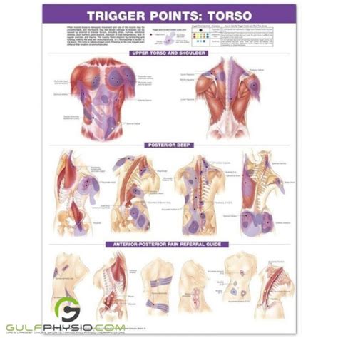 Trigger Points Chart Set Of 2 Gulfphysio Uaes Online