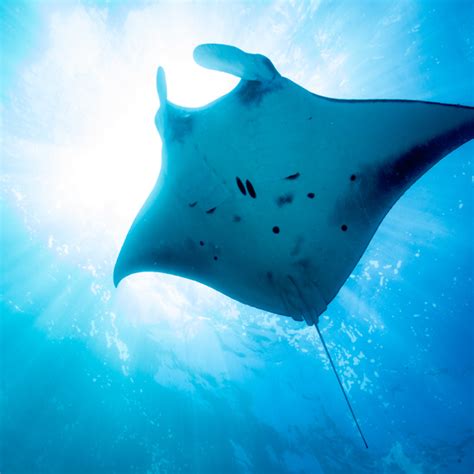 Swimming With Manta Rays At Night On The Big Island