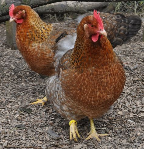 Bielefelder Chickens Bielefelder Kennhuhn