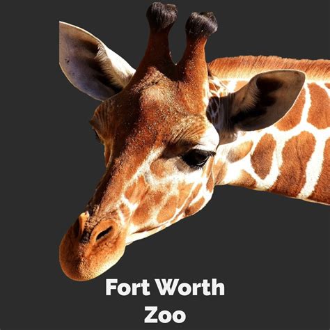 Utd Comet Card Office Utdallascometcardoffice • Instagram Photos And Videos