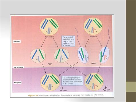 SEX DETERMINATION Pptx Biological Sciences Science