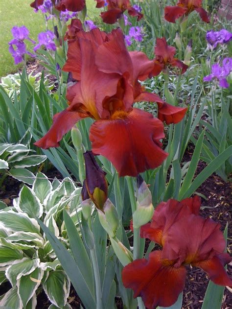 My Gorgeous Rust Colored Iris Dream Garden Rust Color Flower Garden