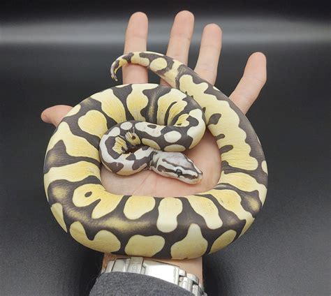 SCALELESS Pastel Ball Python by Brad Johnston Reptiles - MorphMarket