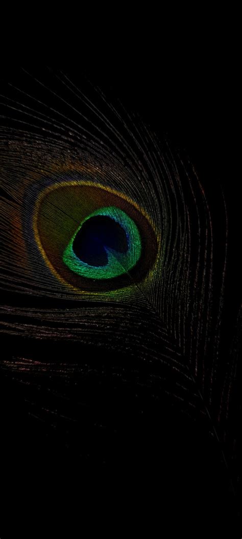 Peacock Eye In The Dark
