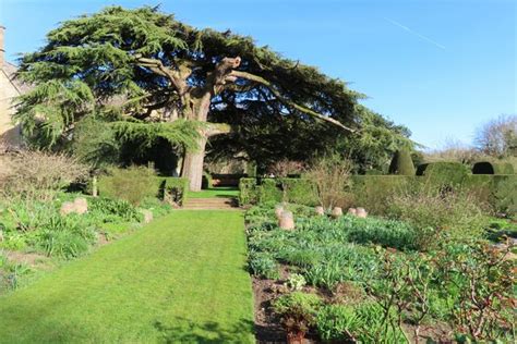 Cedar Tree © Philip Halling Cc By Sa 2 0 Geograph Britain And Ireland