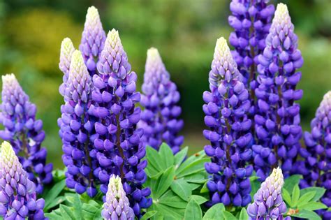 Plant Your Own Mini Meadow Full Of Lupines The Bright Colorful Spires
