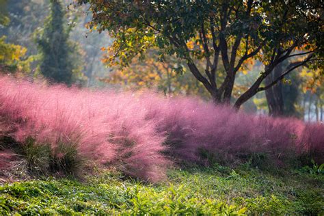 Pink Muhly Grass How To Grow Care And Design With Muhlenbergia Capillaris The Landscape Library