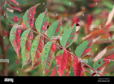Beginning Discoloration Of The Leaves Stock Photo Alamy