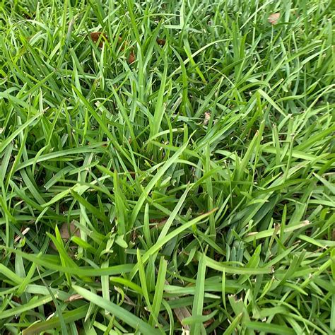 Centipede Grass Identification Ubicaciondepersonas Cdmx Gob Mx