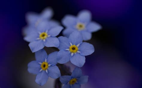 1600x1000 Forget Me Not Desktop Background Coolwallpapersme
