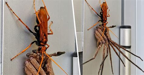 Tarantula Hawk Wasp Carries Off Paralyzed Huntsman Spider For Meal In Australia