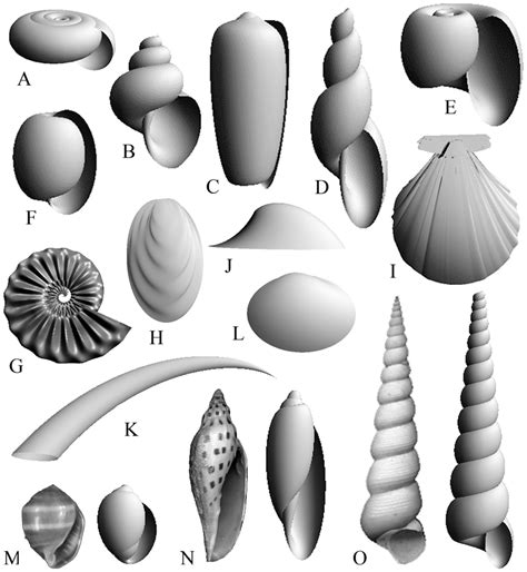 Shell Model Examples At Bonnie Goodman Blog