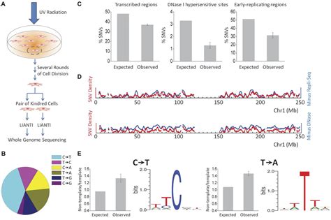 Single Cell Whole Genome Analyses By Linear Amplification Via Transposon Insertion Lianti