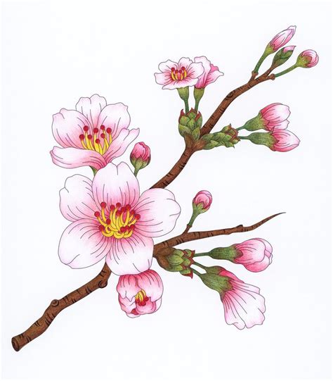 Sakura Cherry Blossoms Adult Coloring Free Image By Manotang Botanische