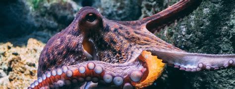 Docker Compose Tout Savoir Blentai