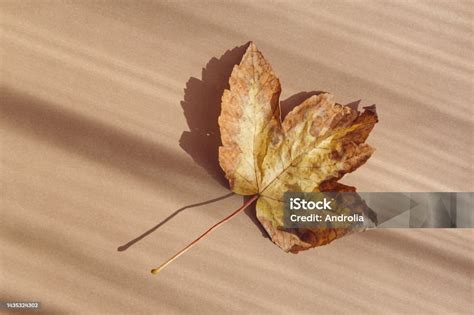 그림자가 있는 파스텔 햇볕에 쬐인 배경에 말린 단풍잎으로 만든 최소한의 스타일 구성 가을 가을 추수 감사절 개념 플랫 레이 탑 뷰 0명에 대한 스톡 사진 및 기타 이미지