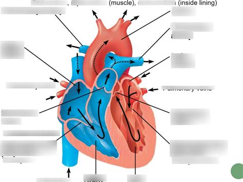 Heart Anatomy Biol 1407 Diagram Quizlet