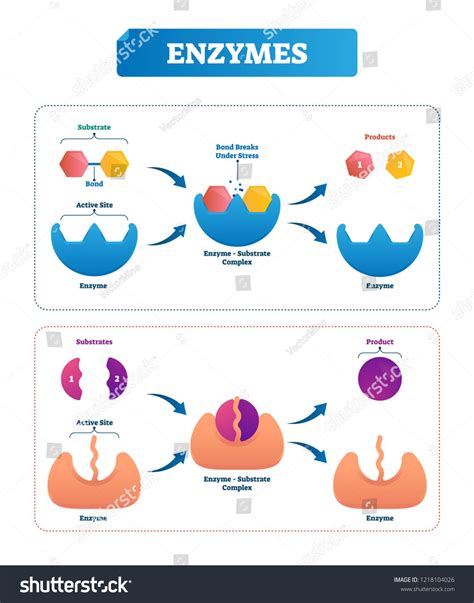 Enzyme Vector Illustration Full Labeled Cycle And Diagram With