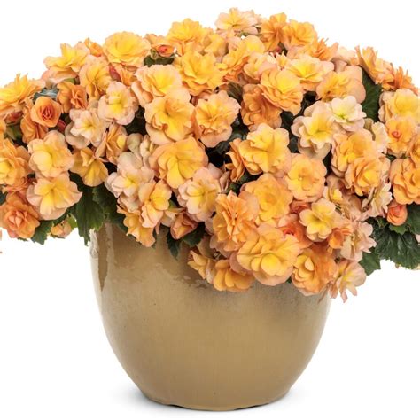 Solenia® Apricot Begonia