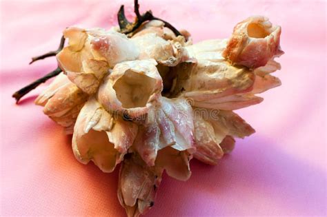 Sea Polyps Stock Image Image Of Collage Summer Water 69058961