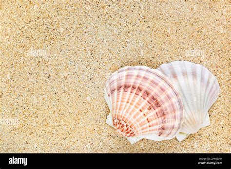 Closeup Of Beautiful Scallop Seashells On Sand Background With