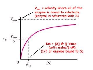 Chapter 5 Part2 Enzymes Michaelis Menton Kinetics Ppt