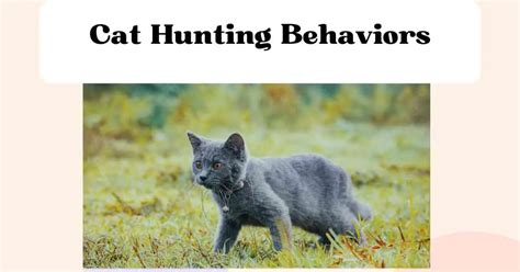 Cat Hunting Behaviors The Comforted Kitty