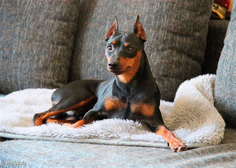 Цверг Пинчеры Породы Собак Цена И Фото —