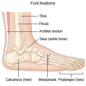 Transmetatarsal Amputation What You Need To Know