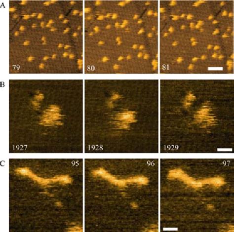 Figure 1 From High Speed Atomic Force Microscopy Techniques For Observing Dynamic Biomolecular