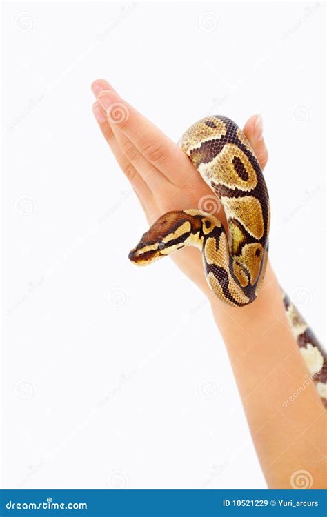 Human Hands Holding Python Against White Stock Image Image Of Holding Person 10521229
