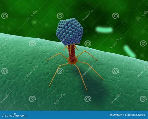 Bacteriophage Attacking E Coli Bacteria Medically Accurate 3d