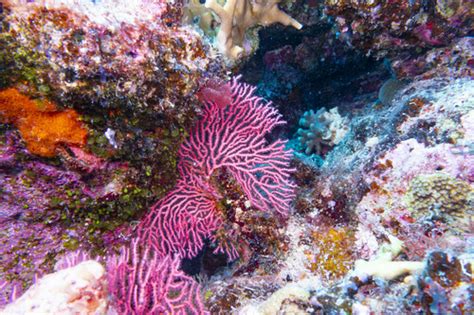 Melithaea Ouvea · Inaturalist Ecuador