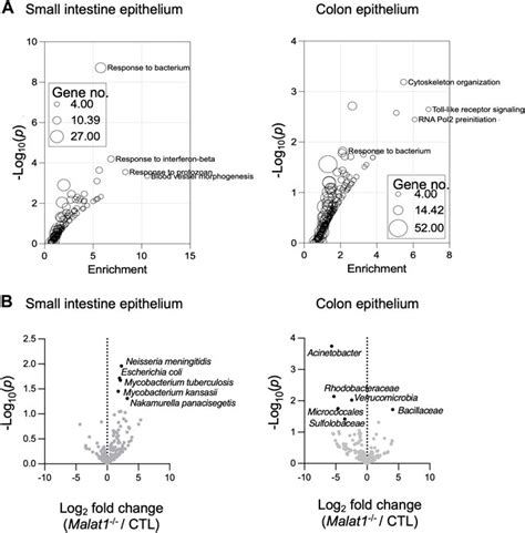 Frontiers The Long Non Coding Rna Malat1 Regulates Intestine Host