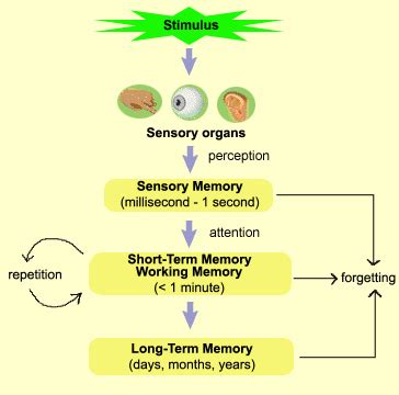 Short Term Memory Examples
