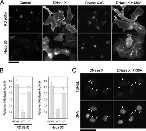 Effects Of Dnase X Overexpression On Endocytosis Mediated Gene