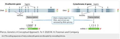 Ch 14 Rna Molecules And Rna Processing Flashcards Quizlet