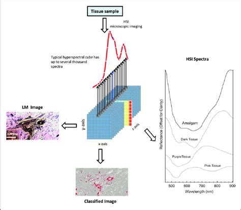 Model Of An Hsi Spectral Cube A Single Tissue Section Provides Download Scientific Diagram