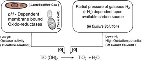 Schematics For The Biosynthesis Of N Tio2 Adapted With Permission From Download Scientific