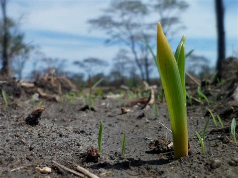 Fao Launches The Global Soil Biodiversity Observatory Re Soil Foundation