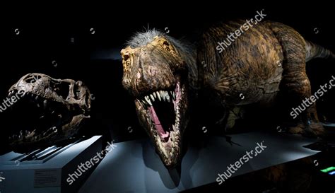 Scientifically Accurate Model Tyrannosaurus Rex Fossil Editorial Stock
