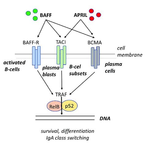 Sequential Class Switch Recombination Csr From Ige To Iga2 In Download Scientific Diagram