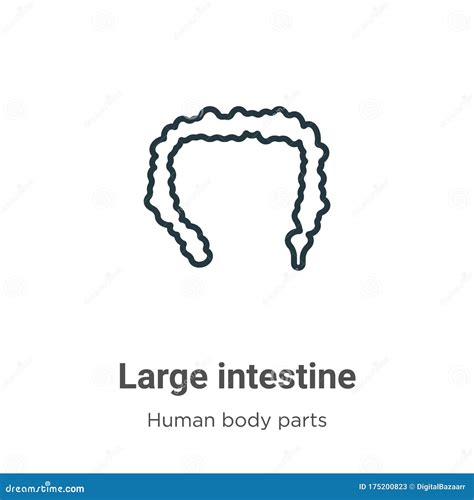 Intestine Outline Icon Simple Linear Element Illustration Isolated
