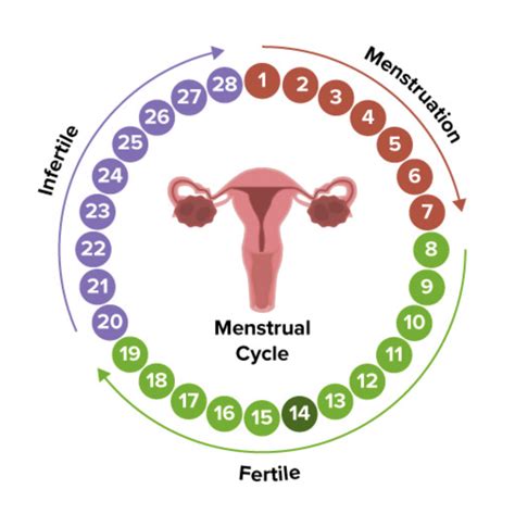 Why Is It Important To Fully Understand Ovulation First Fertility