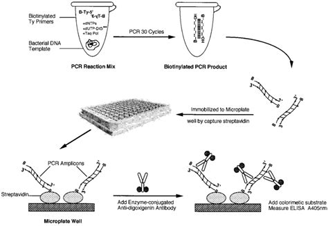 Schematic Diagram Of The Pcr Dig Elisa On A Microtiter Plate Dntp Download Scientific Diagram
