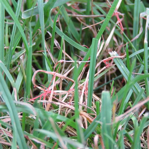 Common Disease Found On Golf Greens Bigga