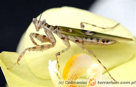 Mantodea Windy Windows Blog