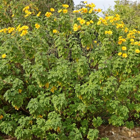 Tree Marigold Tithonia Diversifolia